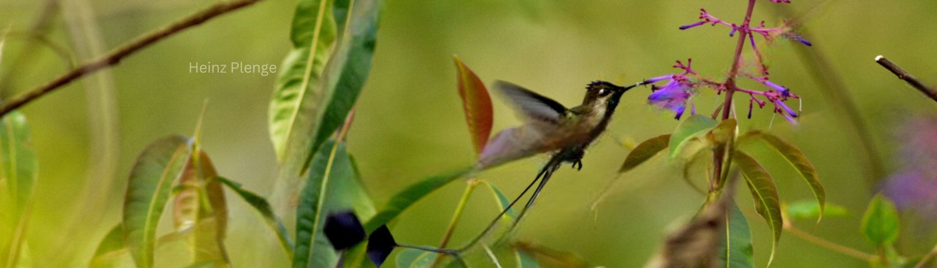 Birdwatching | A wonderful reason to visit Peru | PERÚ.travel